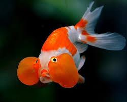 Bubble Eye Goldfish Popped