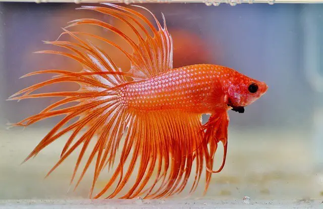 Betta Fish Anatomy - Betta Fish World