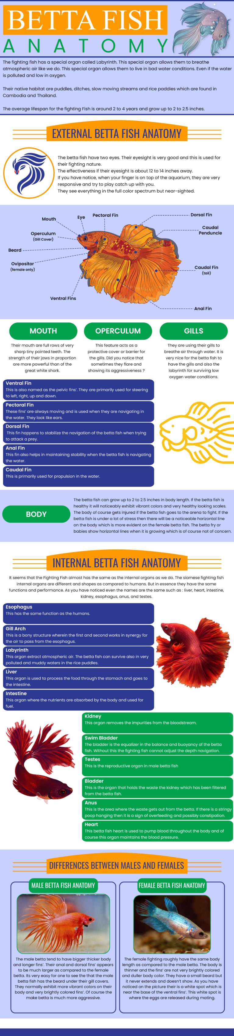 Betta Fish Anatomy - Betta Fish World