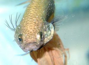 White Spot Ich: Effective Tips to Treat Fish Disease - Betta Fish World