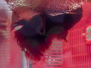 How Betta Fish Mate: A Step-by-Step Guide - Betta Fish World