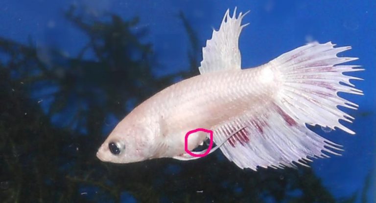 Betta Fish Anatomy - Betta Fish World