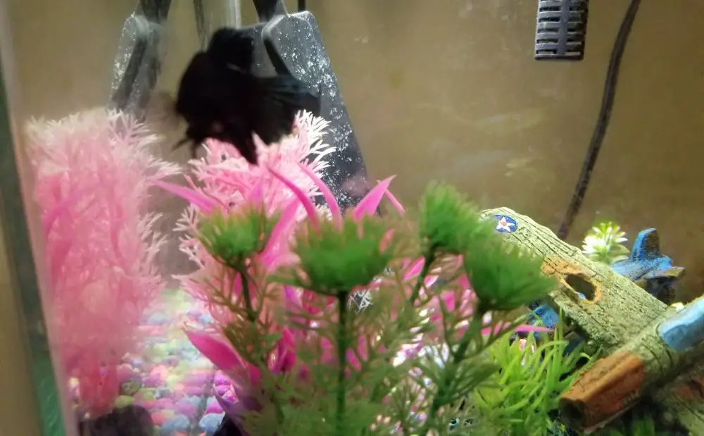 How To Play With Betta Fish - Betta Fish World
