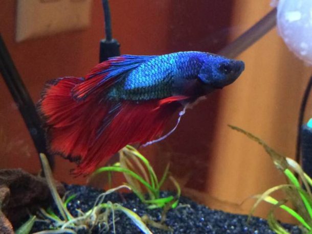 Do Betta Poop Carry Bacteria? - Betta Fish World