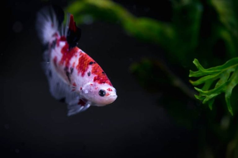 Do Betta Fish Throw Up Food? - Betta Fish World