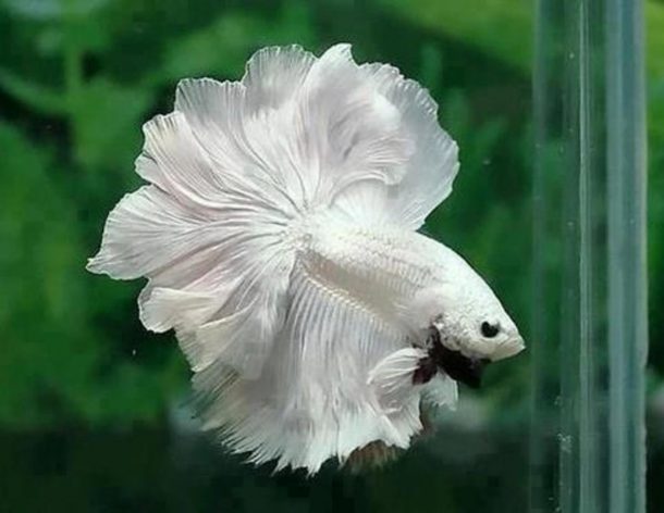 White Stuff Aquarium Commonly Known As Cotton Wool Disease? 8 Facts ...