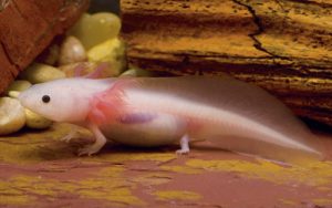 Can Axolotls Live on Land? Everything You Need to Know! - Betta Fish World