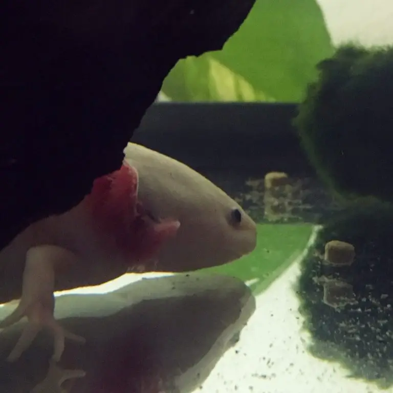 Do Axolotl Eat Their Own Poop? - Betta Fish World