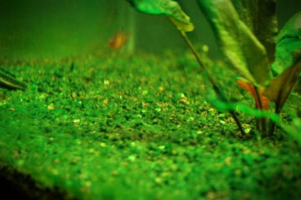 How to Fight 6 Types of Algae in Your Fish Tank - Betta Fish World