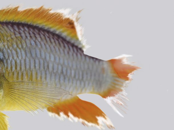 Quick and Easy Steps for Treating Fin Rot in Betta Fish - Betta Fish World