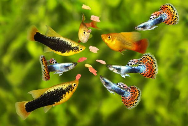 Why are my guppies dying? How can I stop them? - Betta Fish World