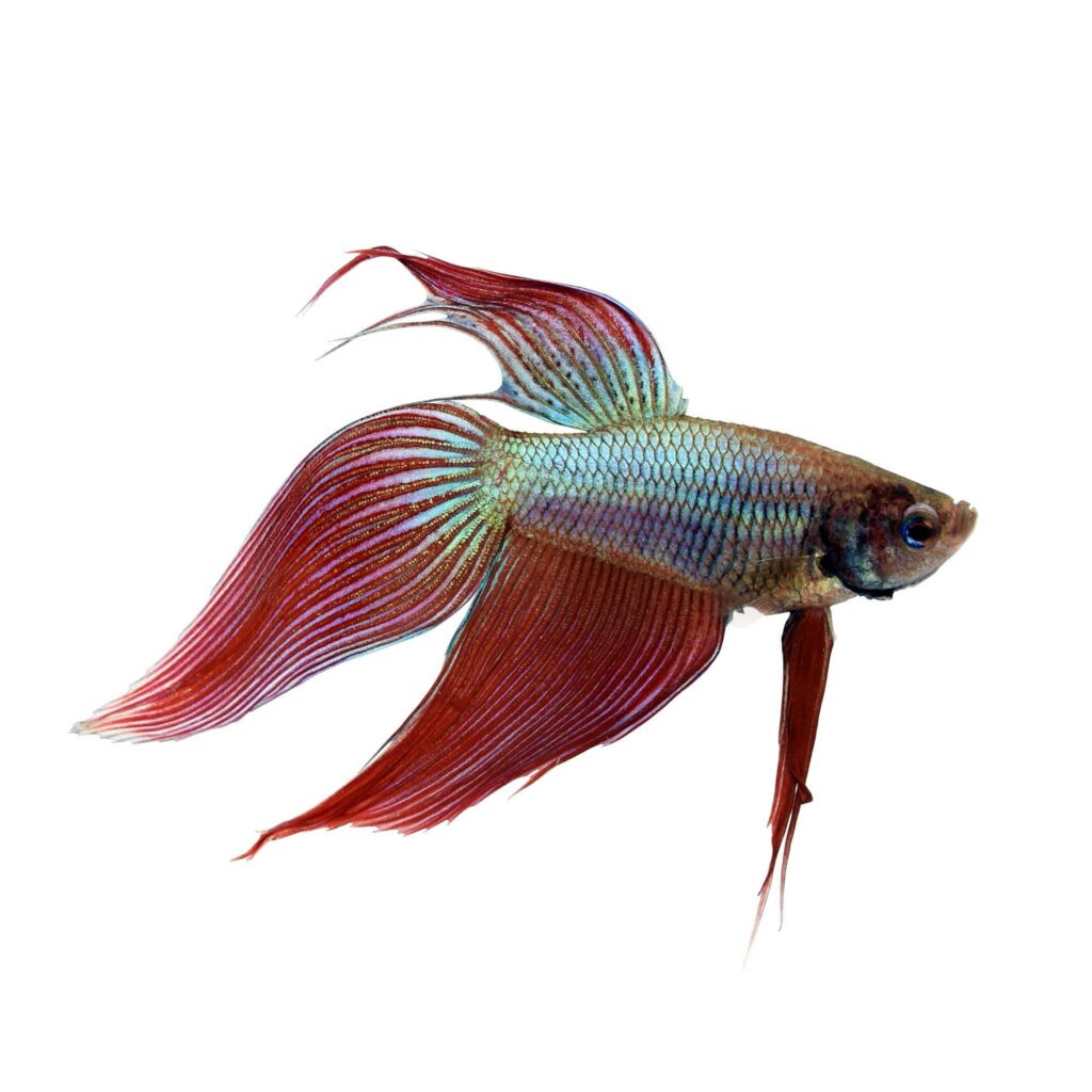Petco Betta Fish: Selection And Care Tips - Betta Fish World