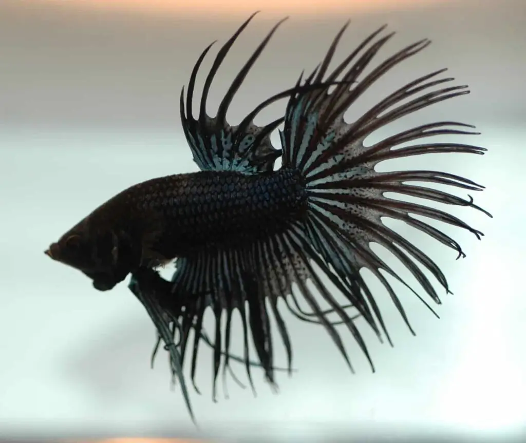 All About Black Full Moon Betta Fish - Betta Fish World