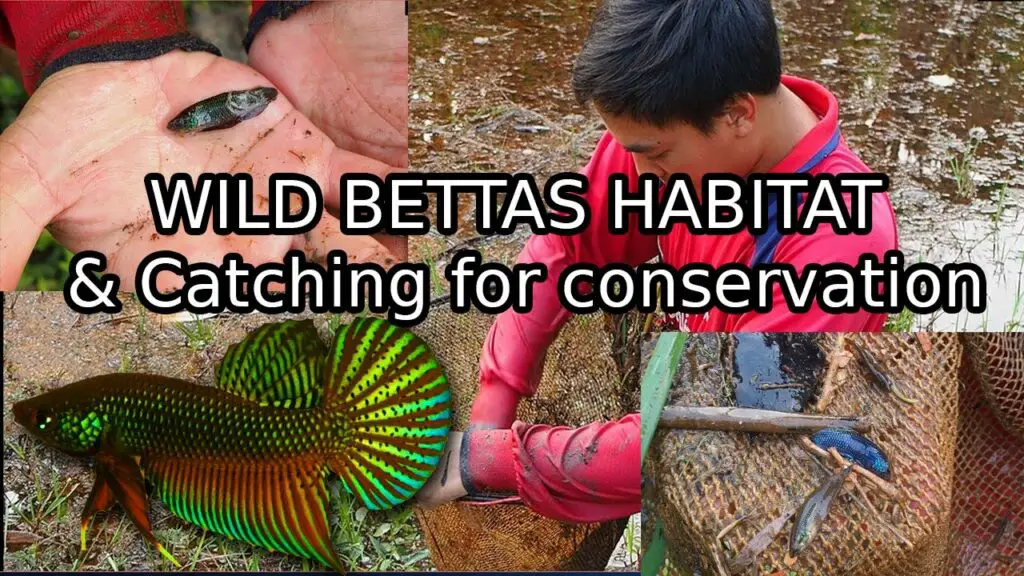 Understanding And Exploring Betta Fish Farming - Betta Fish World