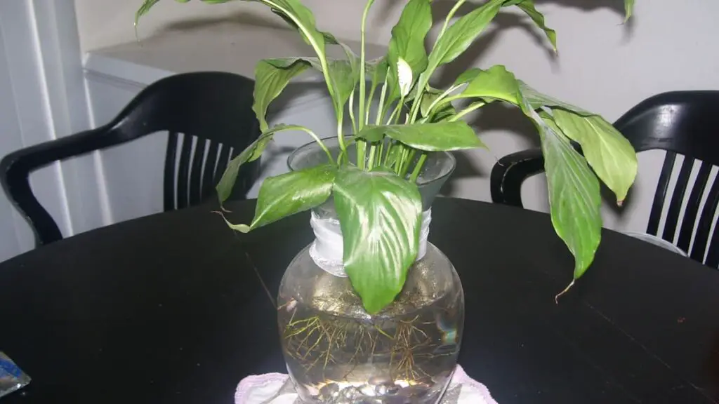 The Best Plants To Use In Your Betta Fish Vase - Betta Fish World