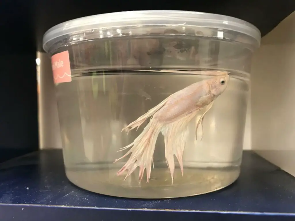 Why Are Betta Fish Sold In Cups? - Betta Fish World