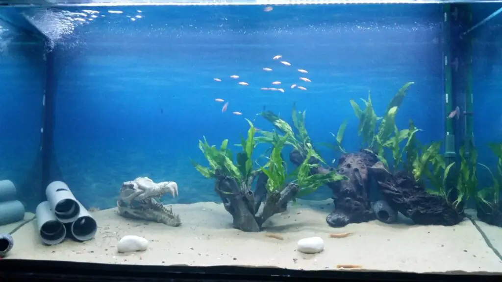 How To Add Sand To An Established Freshwater Aquarium? - Betta Fish World