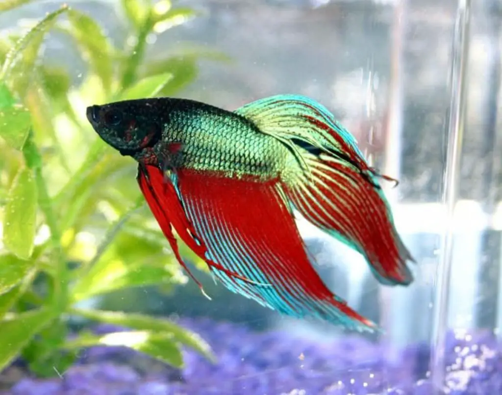 Understanding Betta Fish Behavior In A New Tank - Betta Fish World
