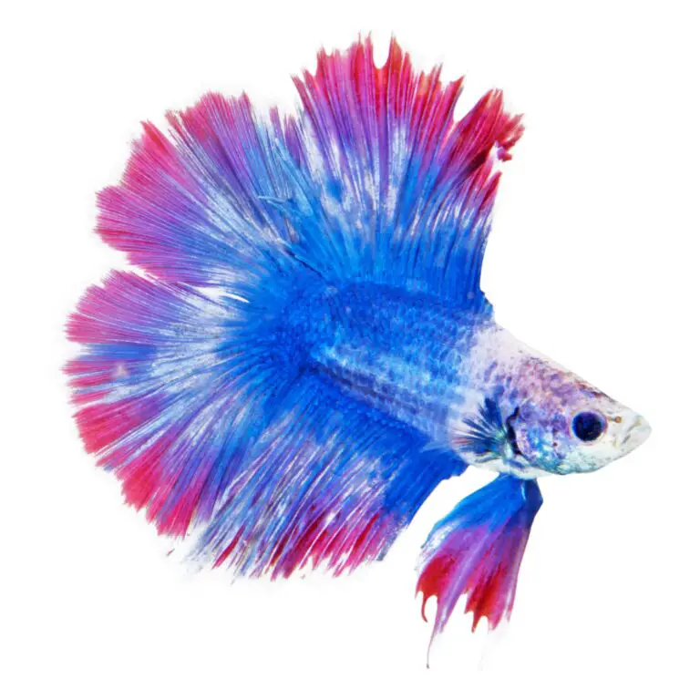 The Alluring Beauty Of Stars And Stripes Betta Fish - Betta Fish World