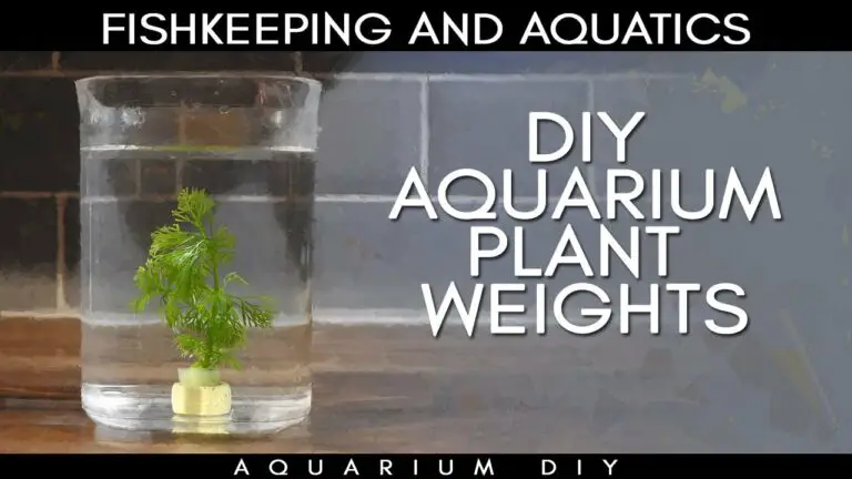 Making DIY Aquarium Plant Weights: A Step-by-Step Guide - Betta Fish World