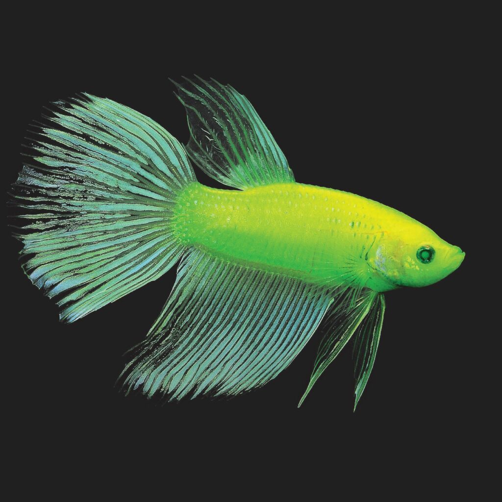 All About Glow In The Dark Betta Fish - Betta Fish World
