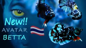 The Mythical And Beautiful Avatar Betta Fish - Betta Fish World