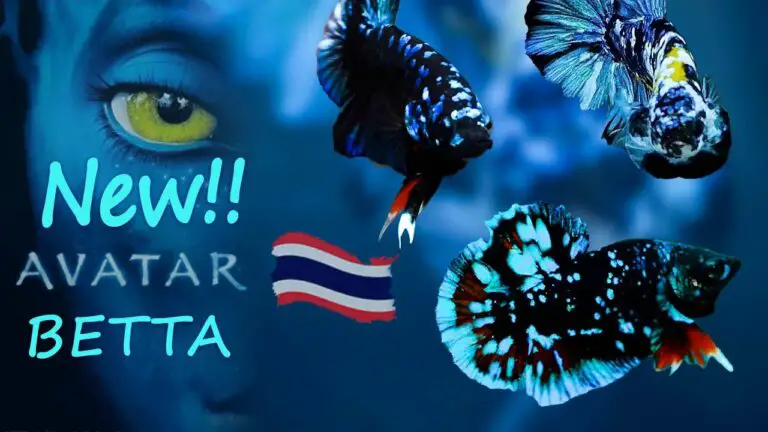 The Mythical And Beautiful Avatar Betta Fish - Betta Fish World