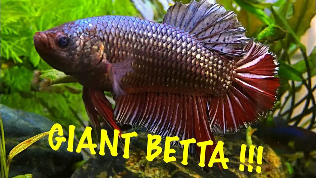 Discovering The World's Biggest Betta Fish - Betta Fish World