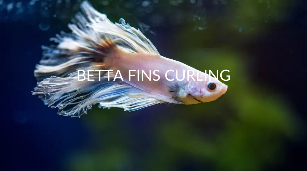 Causes And Solutions For Betta Fish Fin Curling - Betta Fish World
