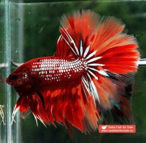The Grace And Beauty Of Red Samurai Betta Fish - Betta Fish World