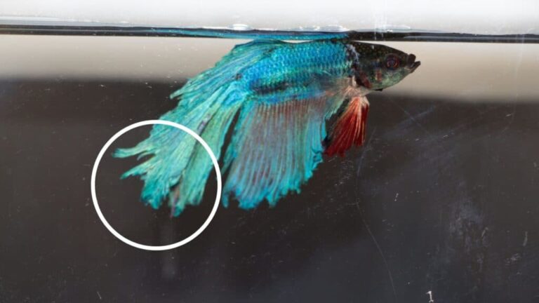 Dealing With Betta Fish Tail Splitting - Betta Fish World