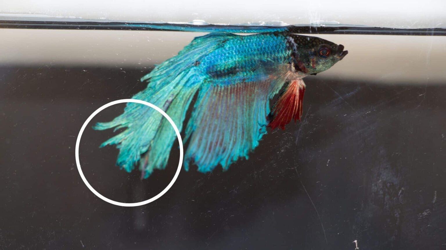 Betta Fish Tail Split: Causes And Remedies - Betta Fish World