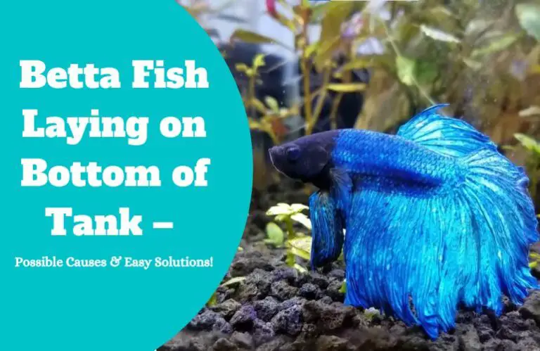 Betta Fish Laying On Bottom: Causes And Solutions - Betta Fish World