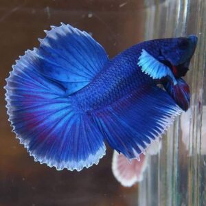 The Mesmerizing And Elegant Blue Half Moon Betta Fish - Betta Fish World