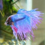 All About The Unique Mermaid Betta Fish - Betta Fish World