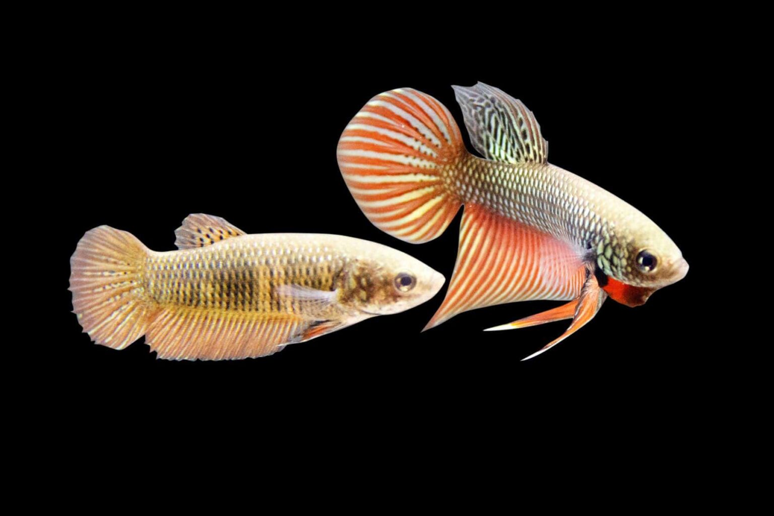Keeping Female Betta Fish Together: What You Need To Know - Betta Fish ...