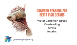 Common Reasons Why Betta Fish Die - Betta Fish World