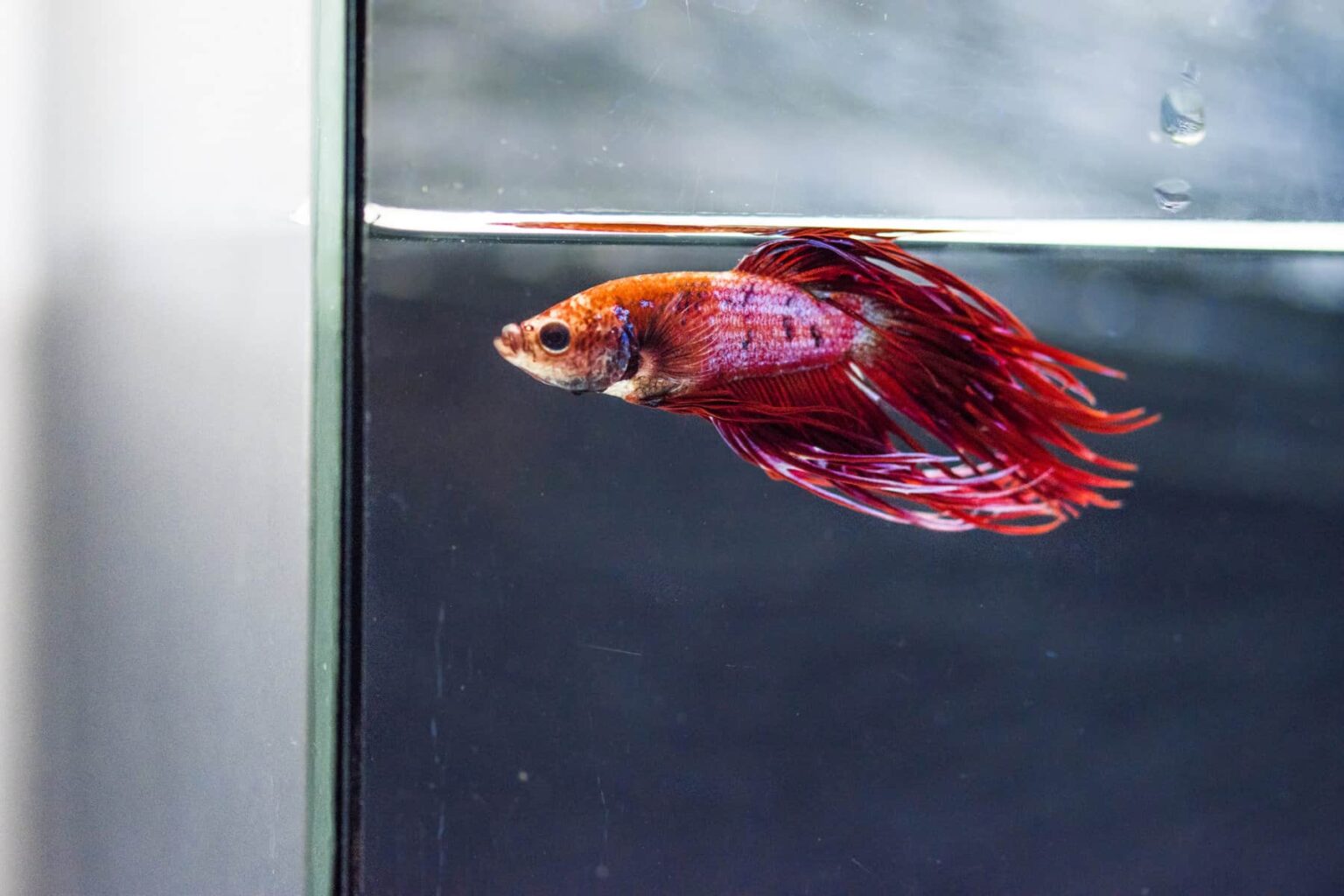 Why Betta Fish Play Dead And How To Respond? - Betta Fish World