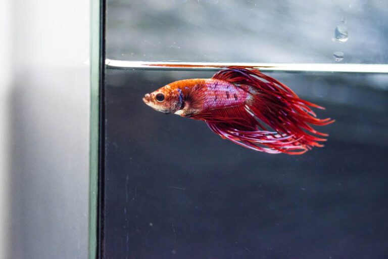 Why Betta Fish Play Dead And How To Respond? - Betta Fish World