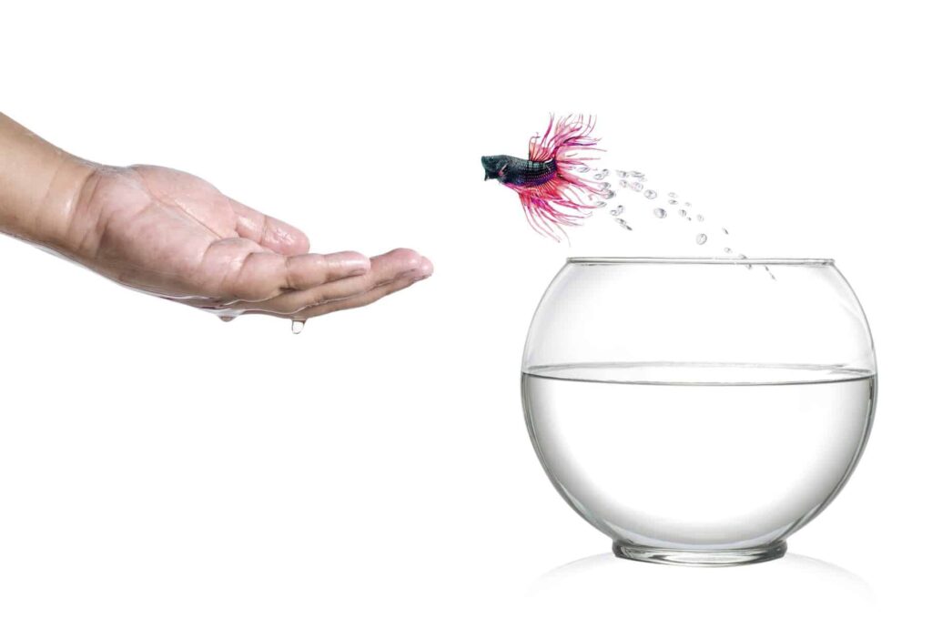 How Smart Are Betta Fish? - Betta Fish World