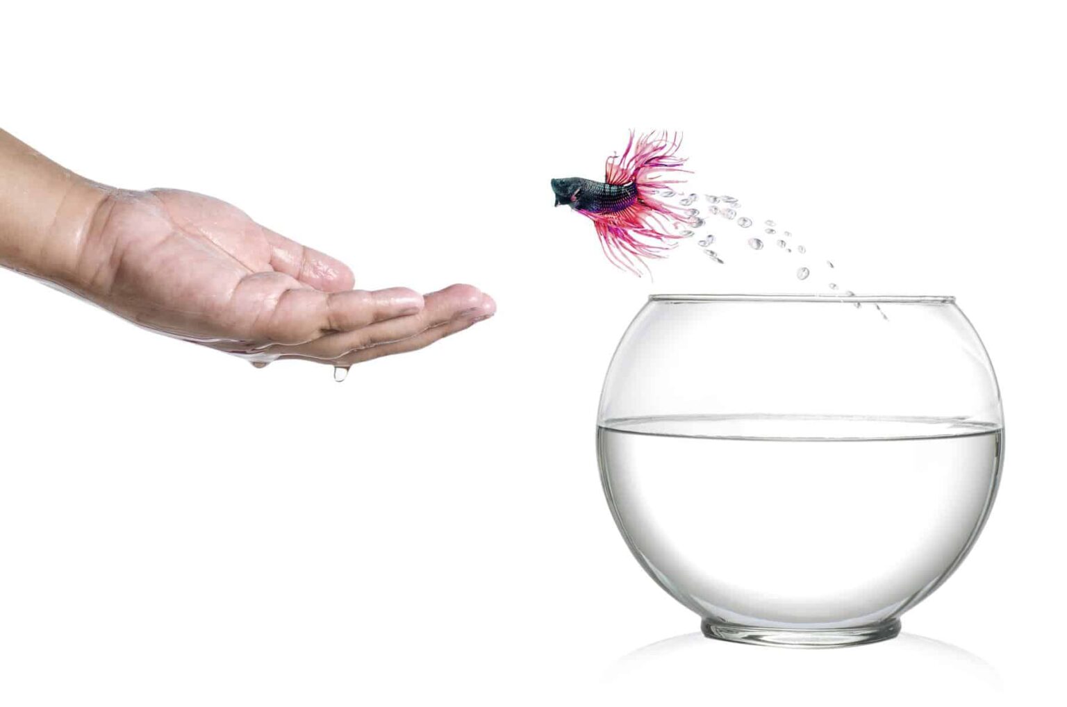 How Smart Are Betta Fish? - Betta Fish World