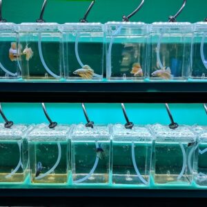Setting Up A Betta Fish Rack For Breeding - Betta Fish World