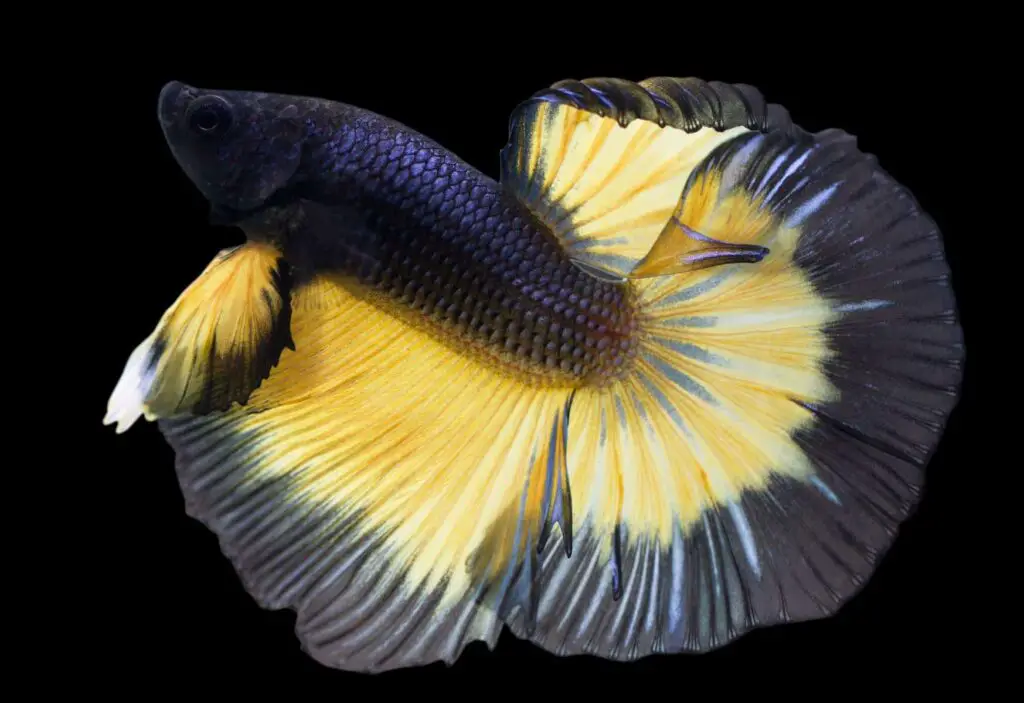 The Beauty Of Mustard Betta Fish - Betta Fish World