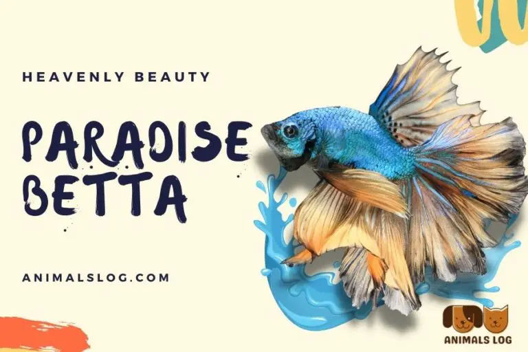 The Heavenly Beauty Of Paradise Betta Fish - Betta Fish World