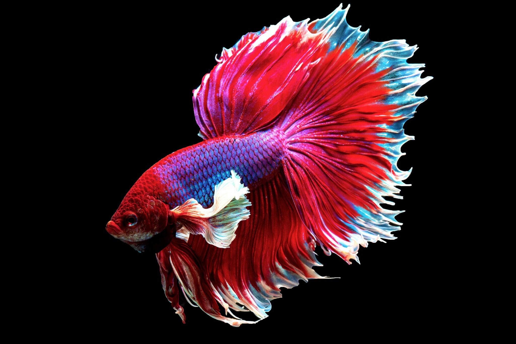 How Long Is A Betta Fish Memory? - Betta Fish World