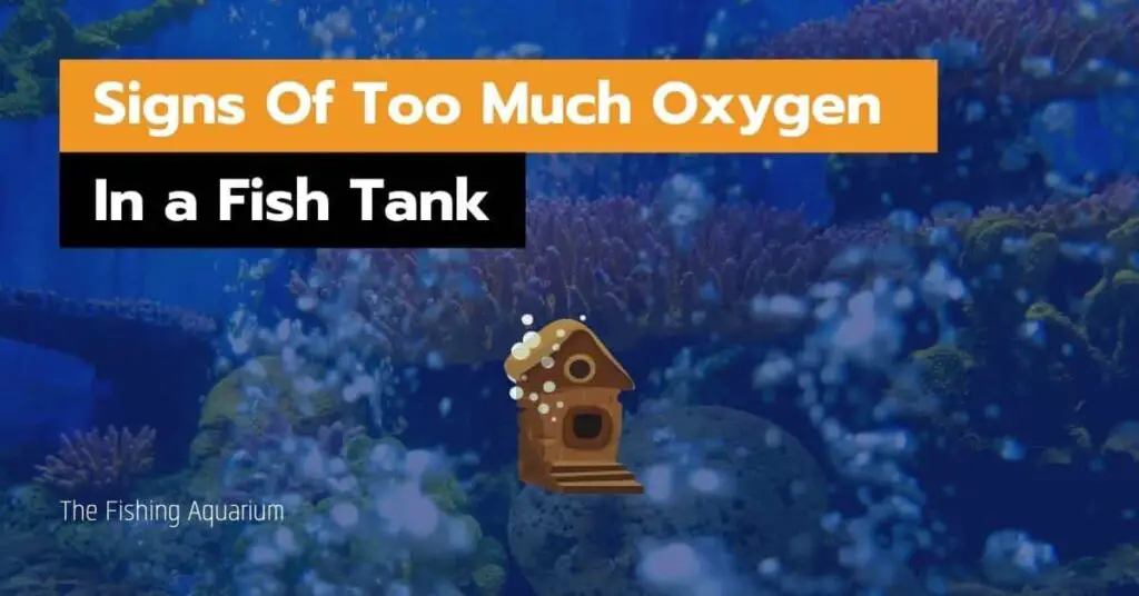 Can There Be Too Much Oxygen In An Aquarium? - Betta Fish World