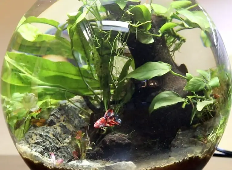 How To Create A Stunning Betta Fish Bowl With A Plant On Top? - Betta ...