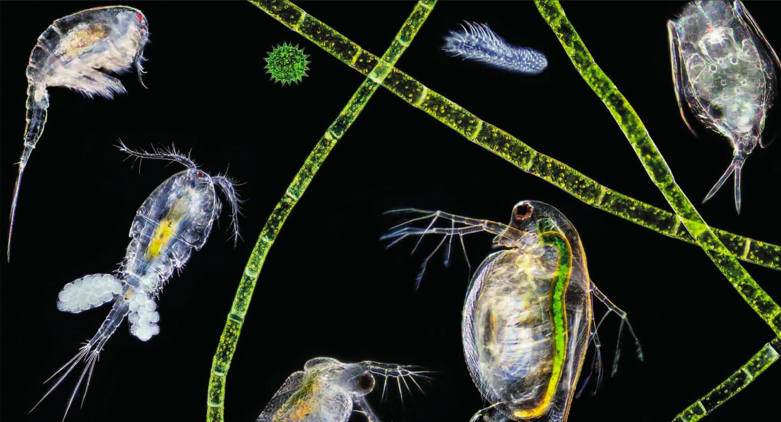 How To Introduce Copepods In Your Aquarium Ecosystem? - Betta Fish World