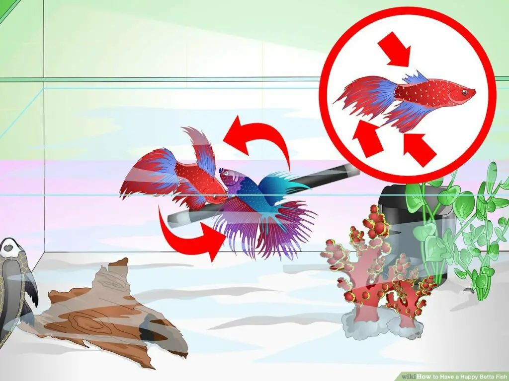 How To Tell If My Betta Fish Is Happy? - Betta Fish World