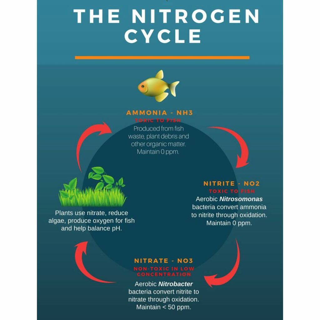 How To Increase Nitrate In Aquarium? - Betta Fish World